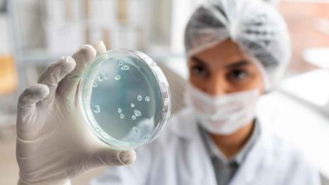 Diferencias entre bactericida y bacteriostático - Avisur
